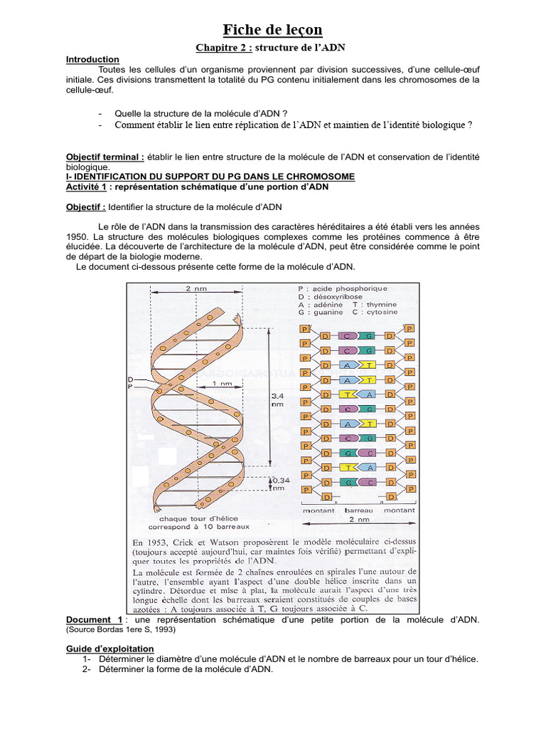 Structure et Réplication de l'ADN | PDF | Réplication de l'ADN | ADN