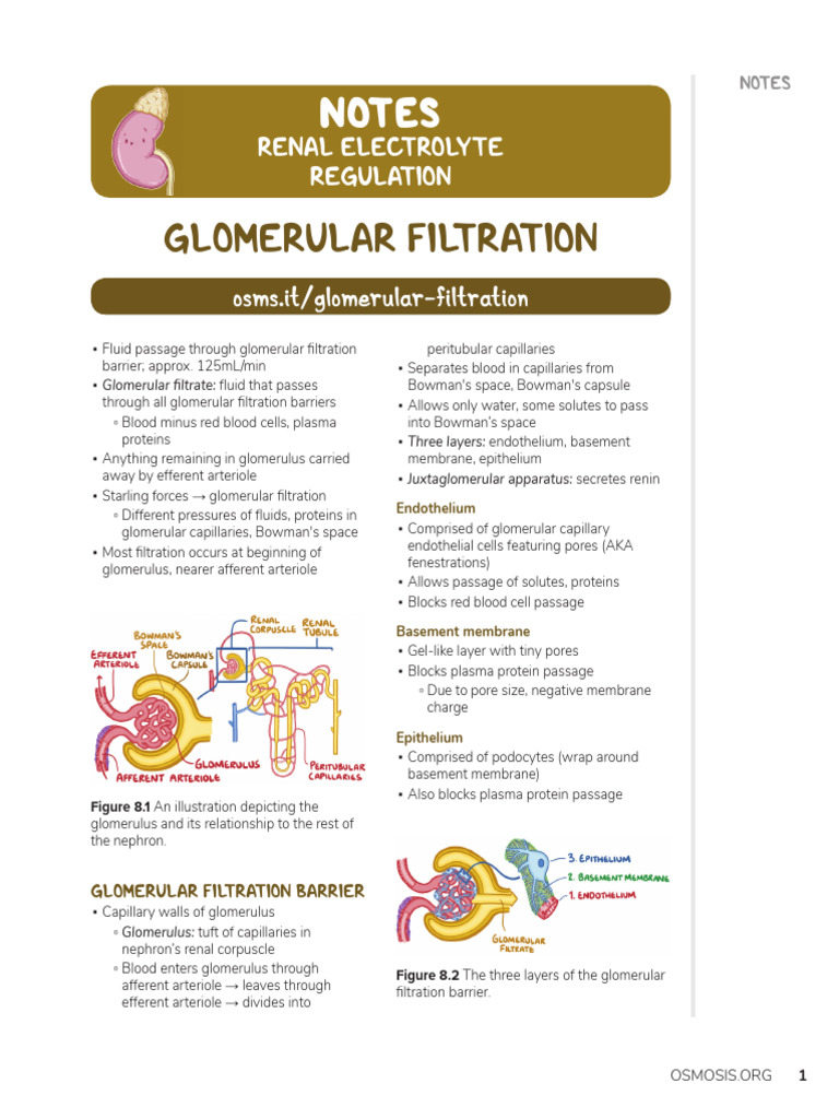 Renal Electrolyte Regulation | PDF | Anatomy | Physiology