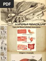 Aula 4 - Termos de Posição e Movimento | PDF | Movimentos anatômicos ...