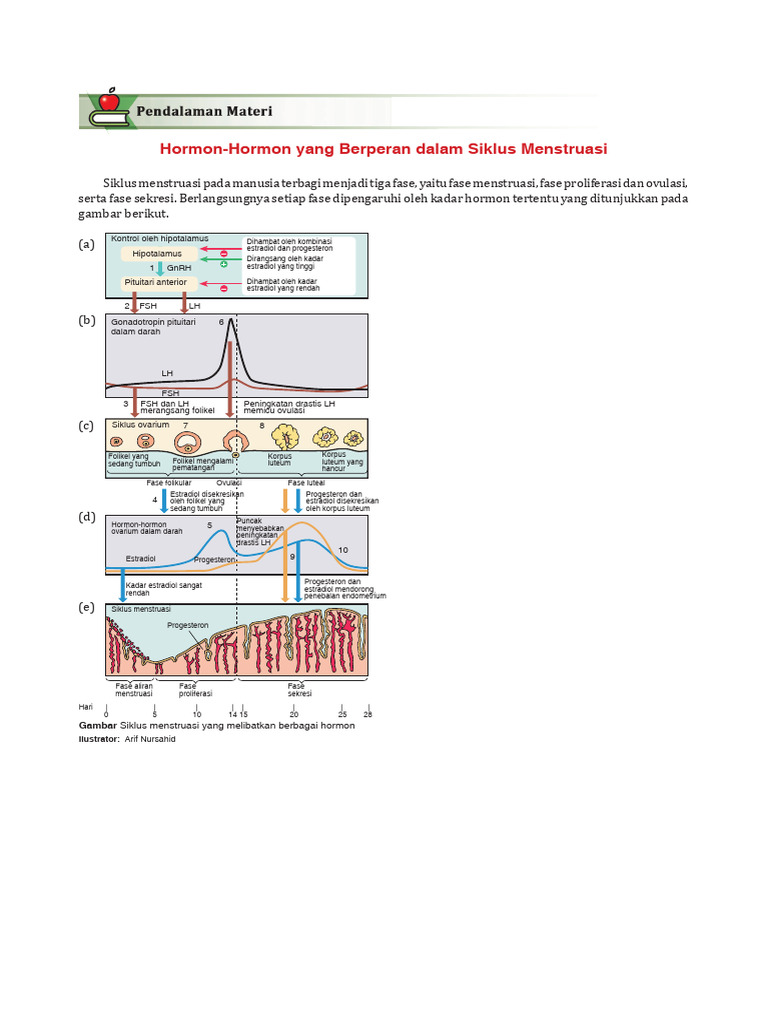 Siklus Menstruasi | PDF