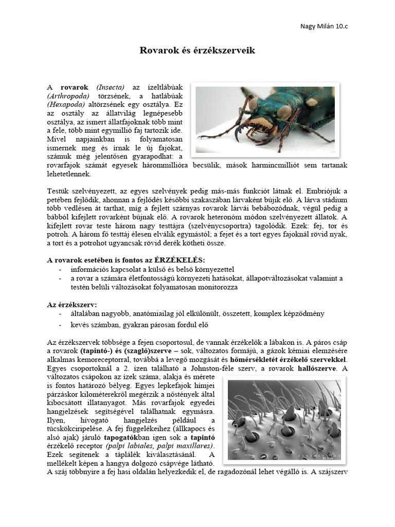 Rovarok És Érzékszerveik | PDF