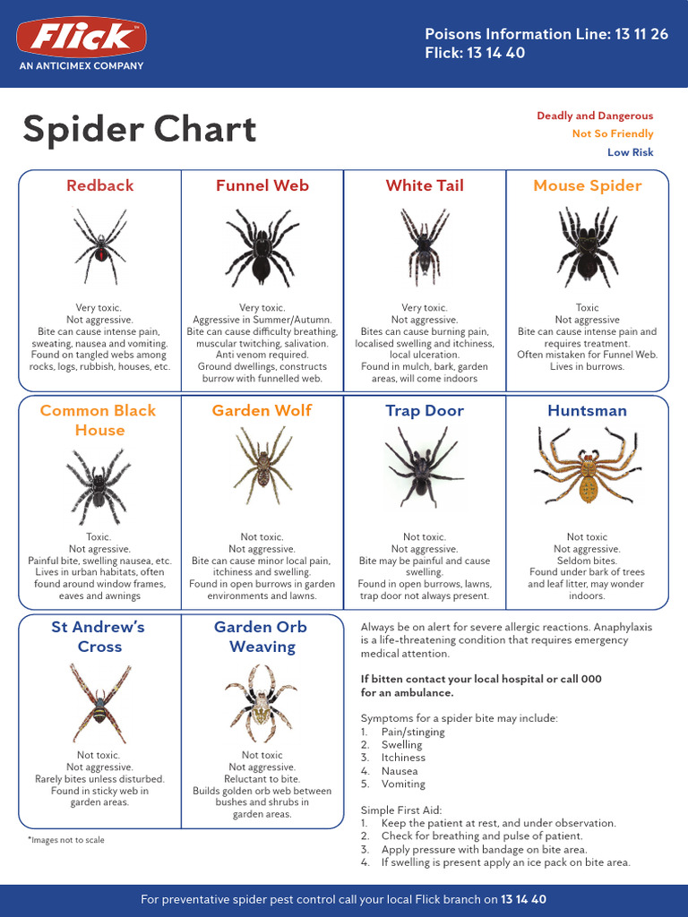 Spider Identification Chart | PDF | Clinical Medicine | Medical Specialties