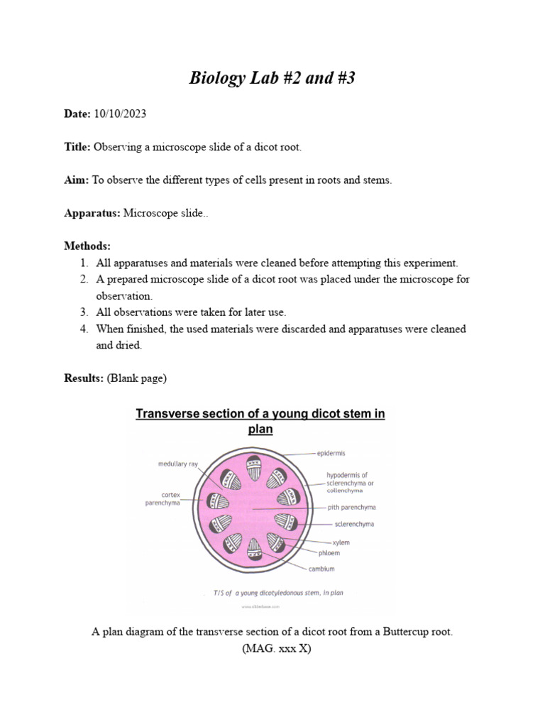 Biology Lab 2 and 3 | PDF | Root | Plants