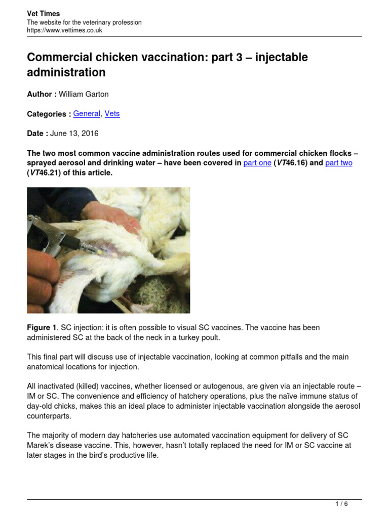 Injectable Vaccination in Chickens | PDF | Vaccines | Injection (Medicine)