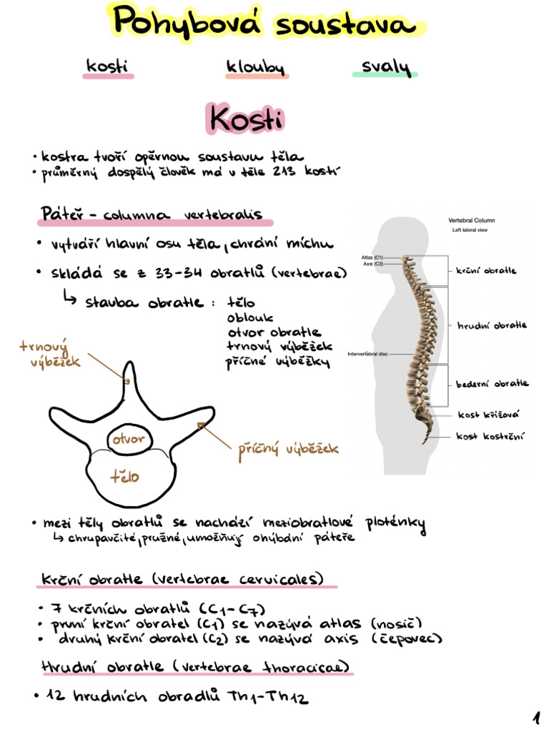 Pohybova Soustava 1 | PDF