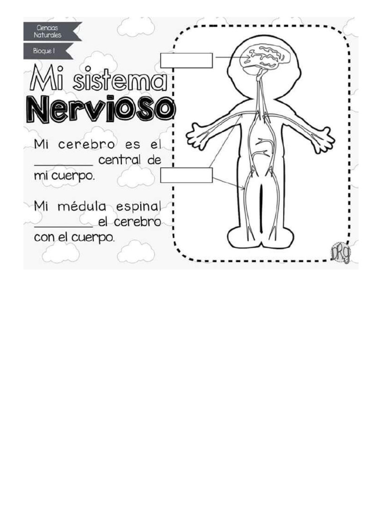 Sistema Nervioso y Sentidos 2 | PDF