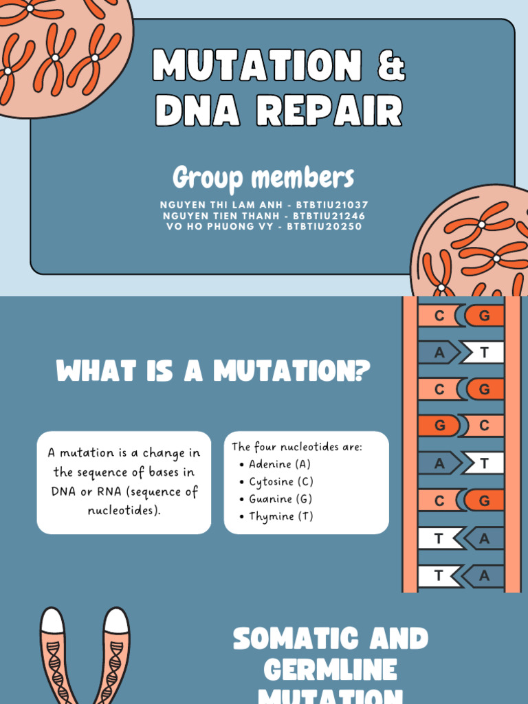 MG - L4 - Mutation & Dna Repair - Part 1 | PDF | Mutation | Point Mutation