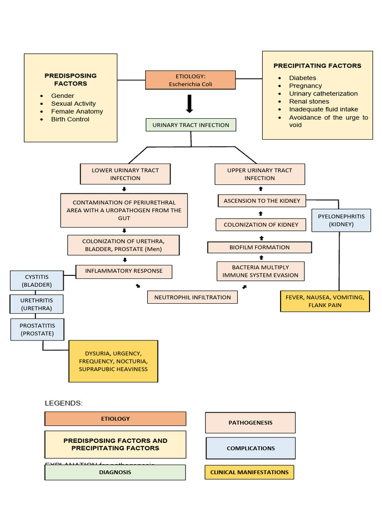 Pathophysiology - Uti | PDF | Urinary Tract Infection ...