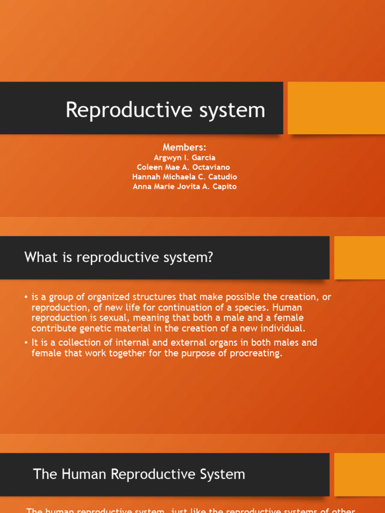 Reproductive System - Bio 2 | PDF | Menstrual Cycle | Reproductive System