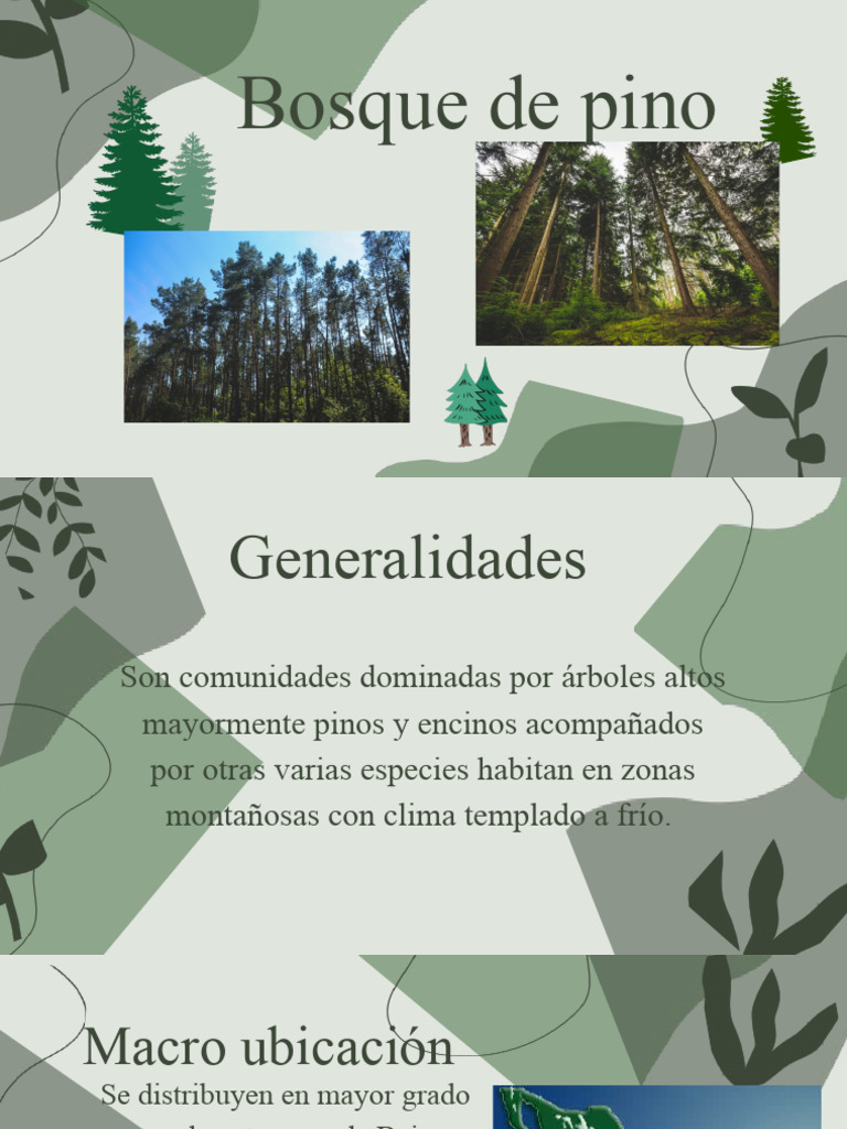 Fauna del bosque de pino y encino | PDF | Venado de cola blanca | Lince