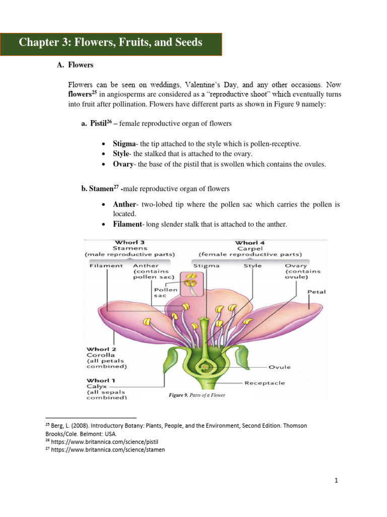 Flower and Fruit Anatomy Guide | PDF | Fruit | Flowers