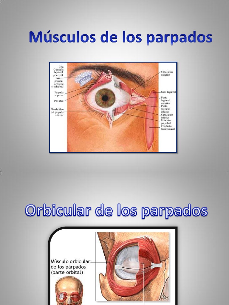 Anatomia Musculos de Los Parpados | PDF
