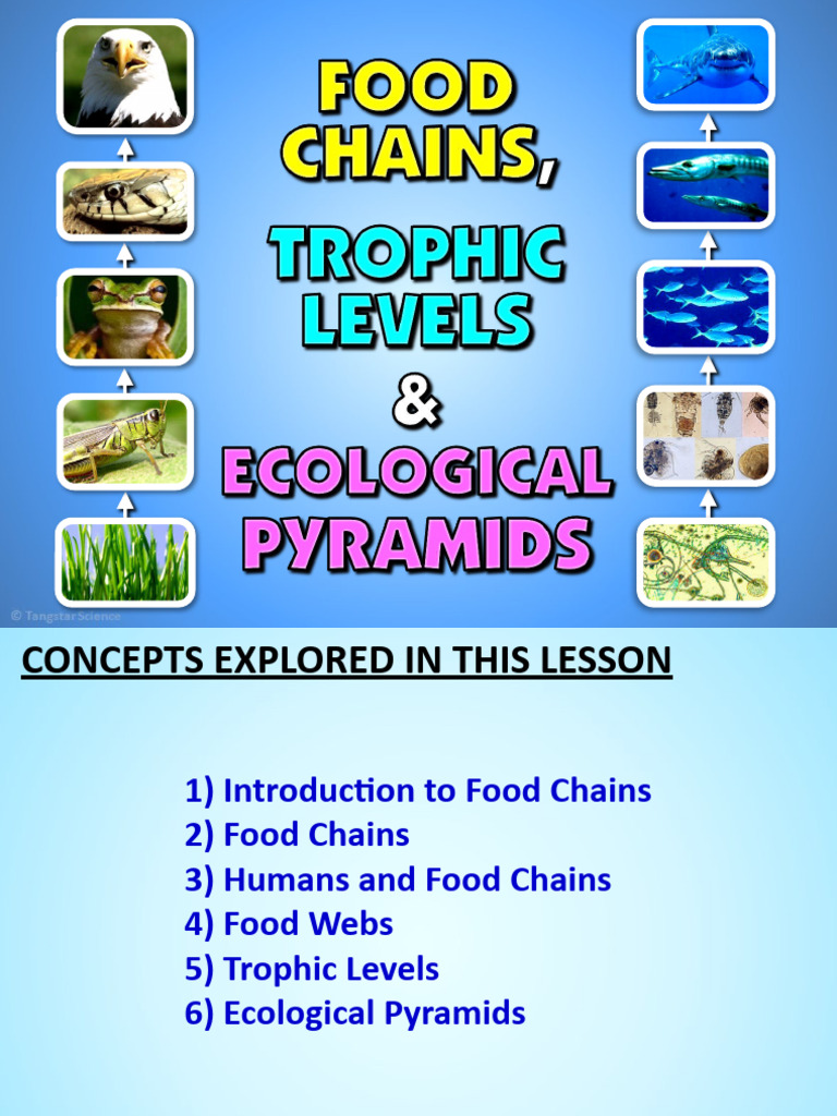 Food Chains, Trophic Level and Ecological Pyramids | PDF | Biomass ...