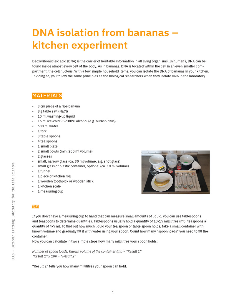 Banana Dna Isolation Teachingbase En Pdf Teaspoon Physical Sciences