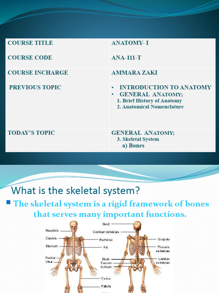 ANATOMY I Lecture 02, GENERAL ANATOMY 2, Skeletal System, Bones | PDF | Skeleton | Bone