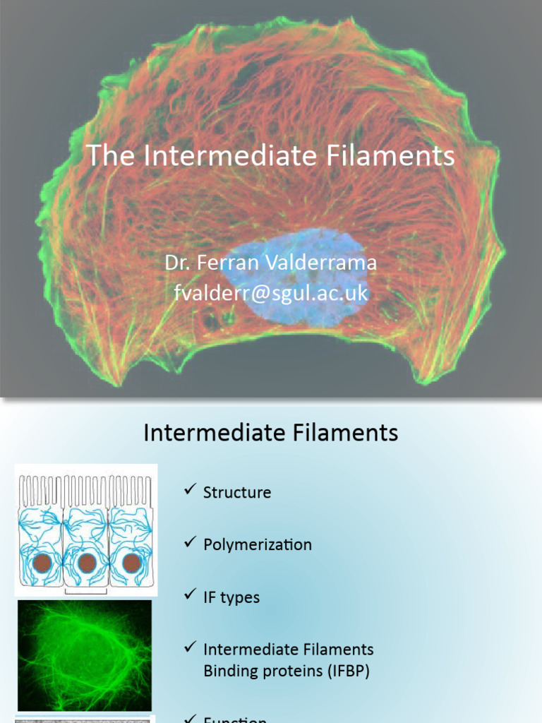 Intermediate Filaments - The Cytoskeleton | PDF | Cytoskeleton | Cell ...