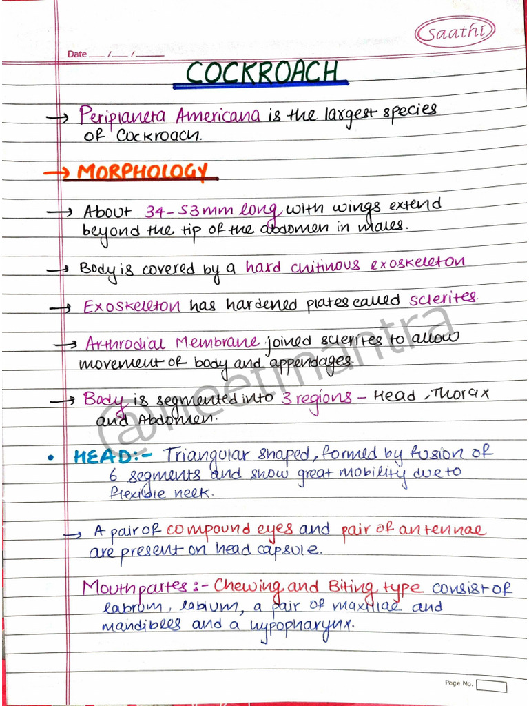 Cockroach NCERT Revision Notes | PDF