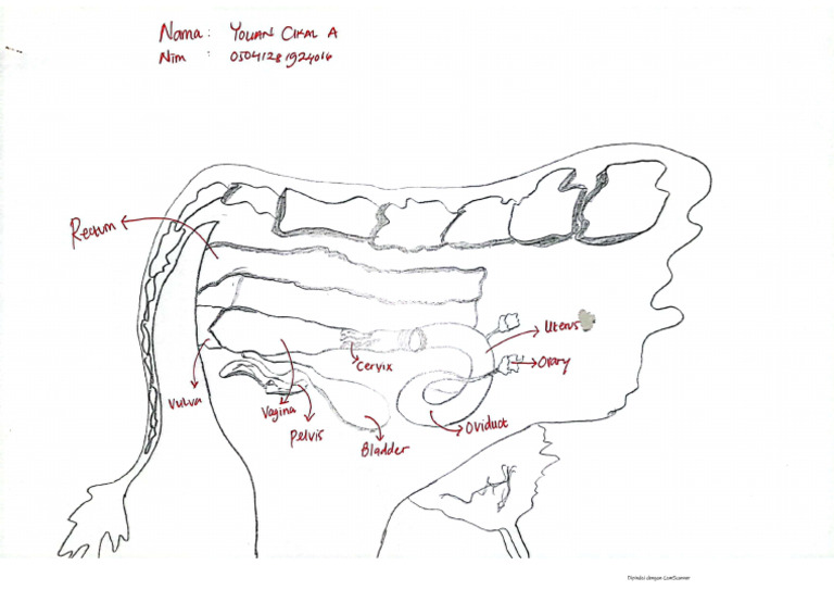 Alat Reproduksi Sapi Betina | PDF