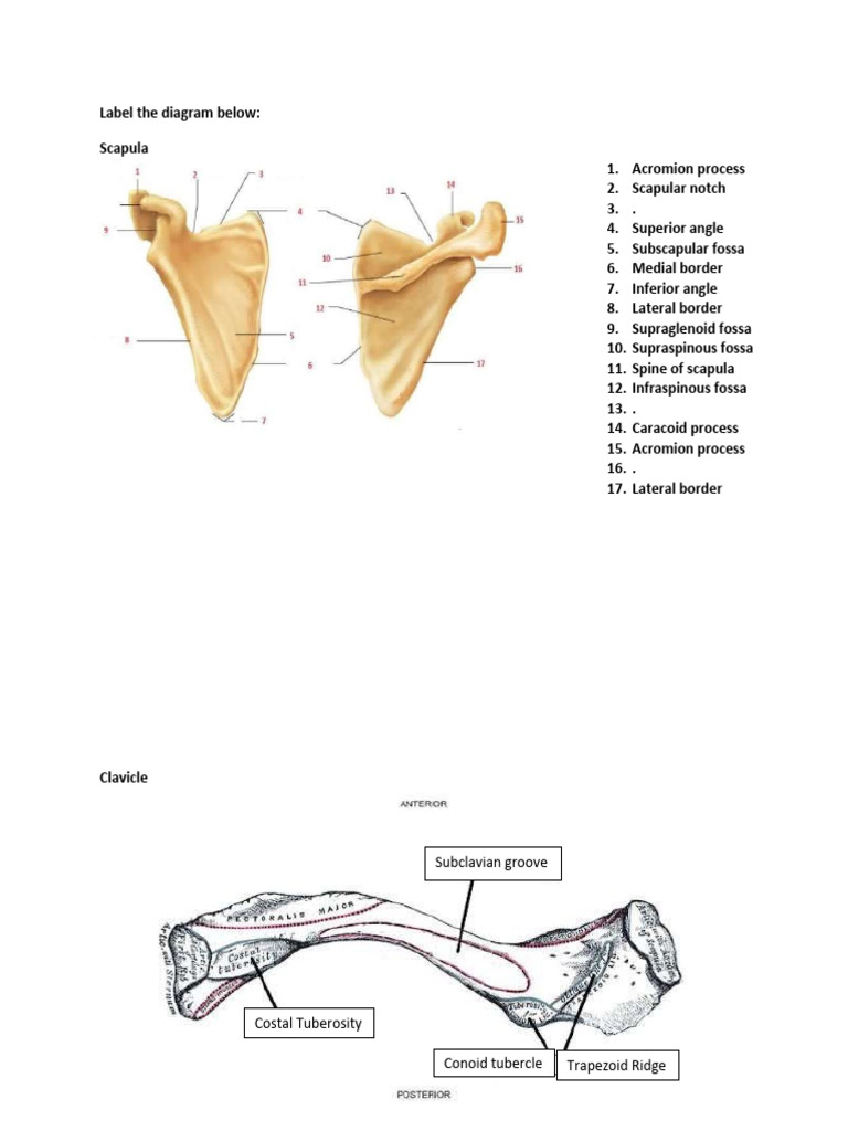 Label (Upper Limb Bone) | PDF | Musculoskeletal System | Human Anatomy