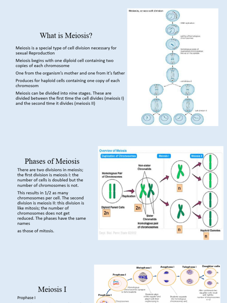 Meiosis 1 | PDF | Meiosis | Mitosis