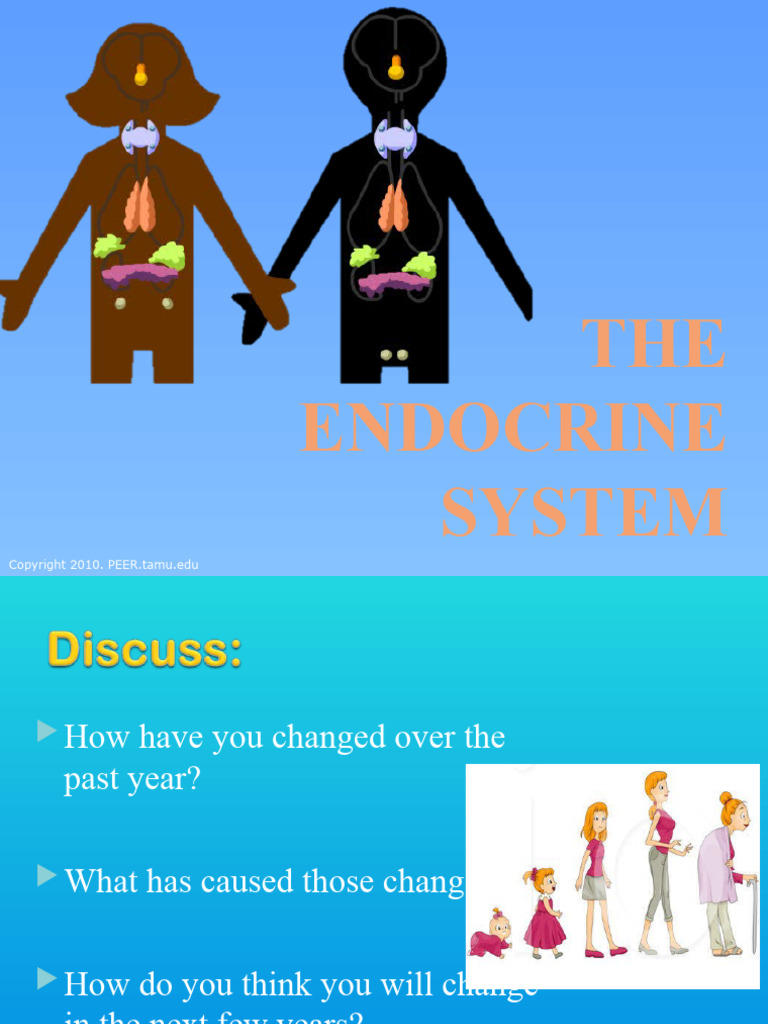 Endocrine System Introduction Pdf