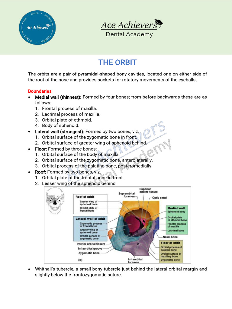 Ace Achievers: The Orbit | PDF | Human Eye | Morphology (Biology)