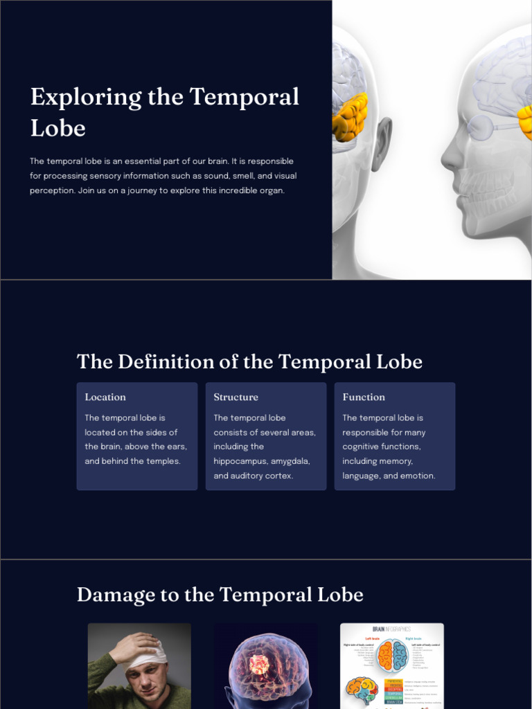 Exploring The Temporal Lobe Pdf Temporal Lobe Memory