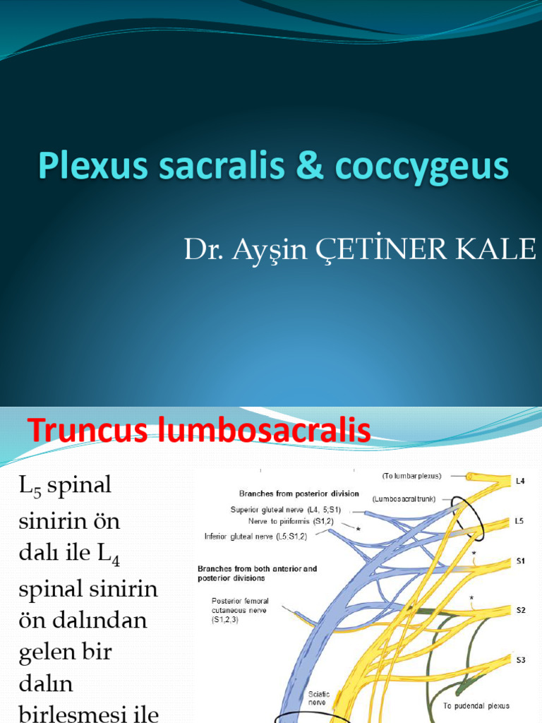 Plexus Sacralis & Coccygeus: Dr. Ayşin Çetiner Kale | PDF