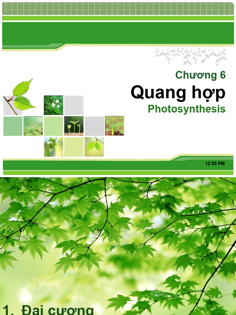 Quang H P | PDF