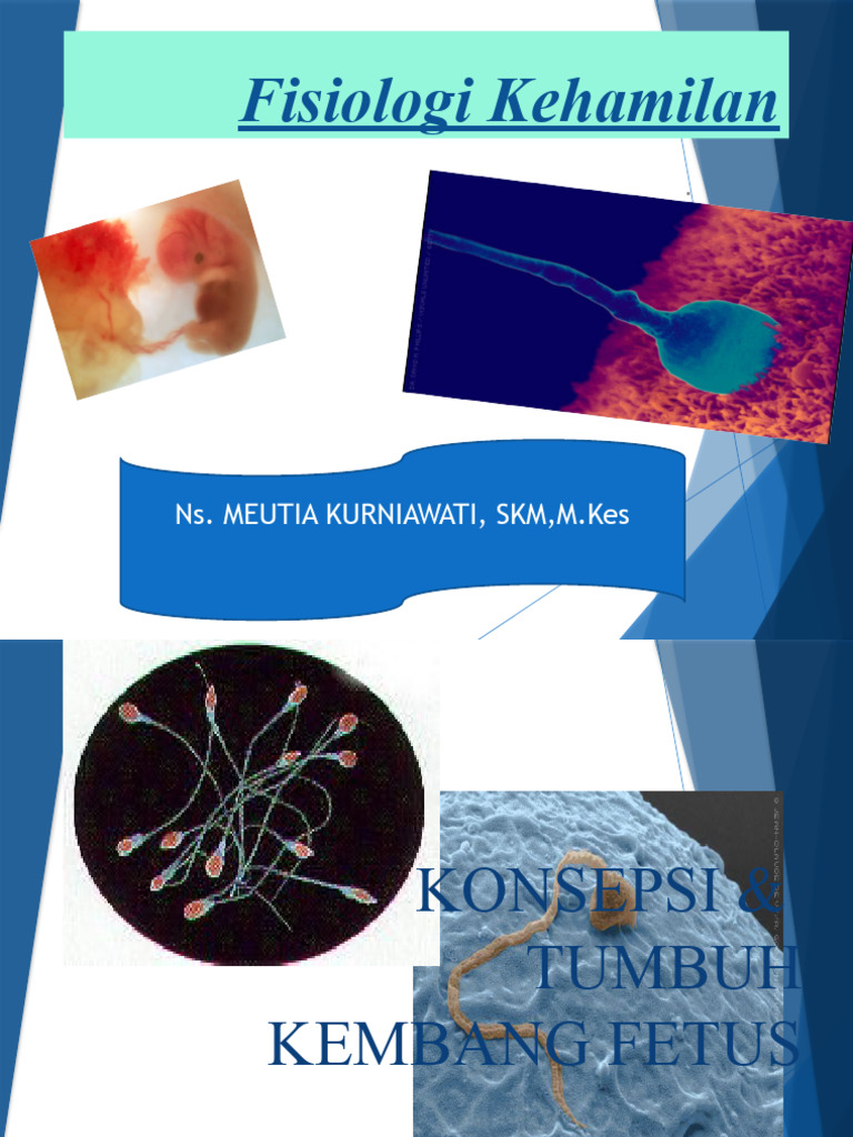 PPT Fisiologi Kehamilan | PDF