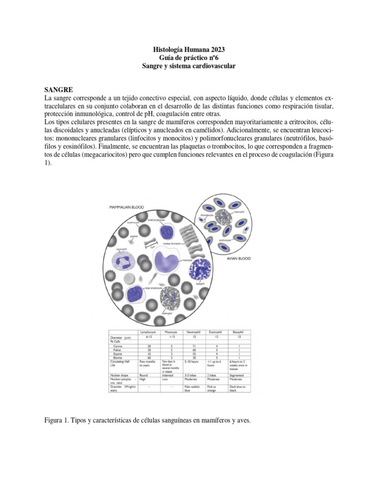 GP6 Histologia 2023 | PDF | Artería | Sangre