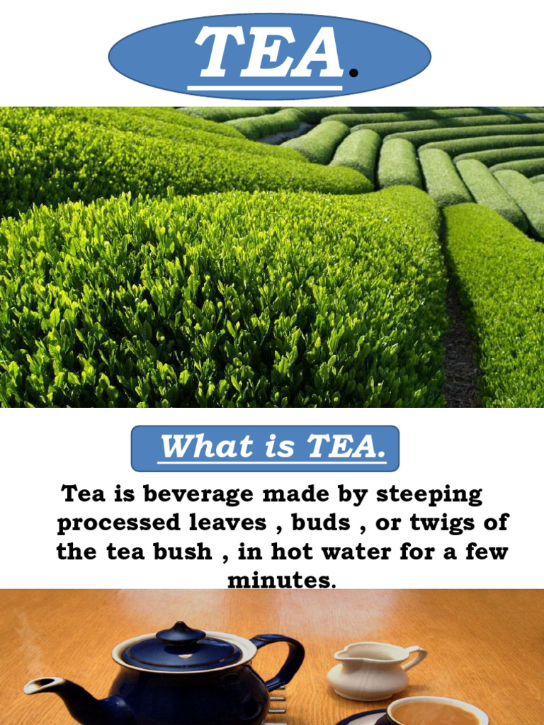 Overview of Tea Processing Methods | PDF | Polyphenol | Tea