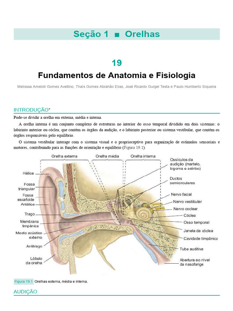 Anatomia da Orelha: Estruturas e Funções | PDF | Sistema vestibular ...