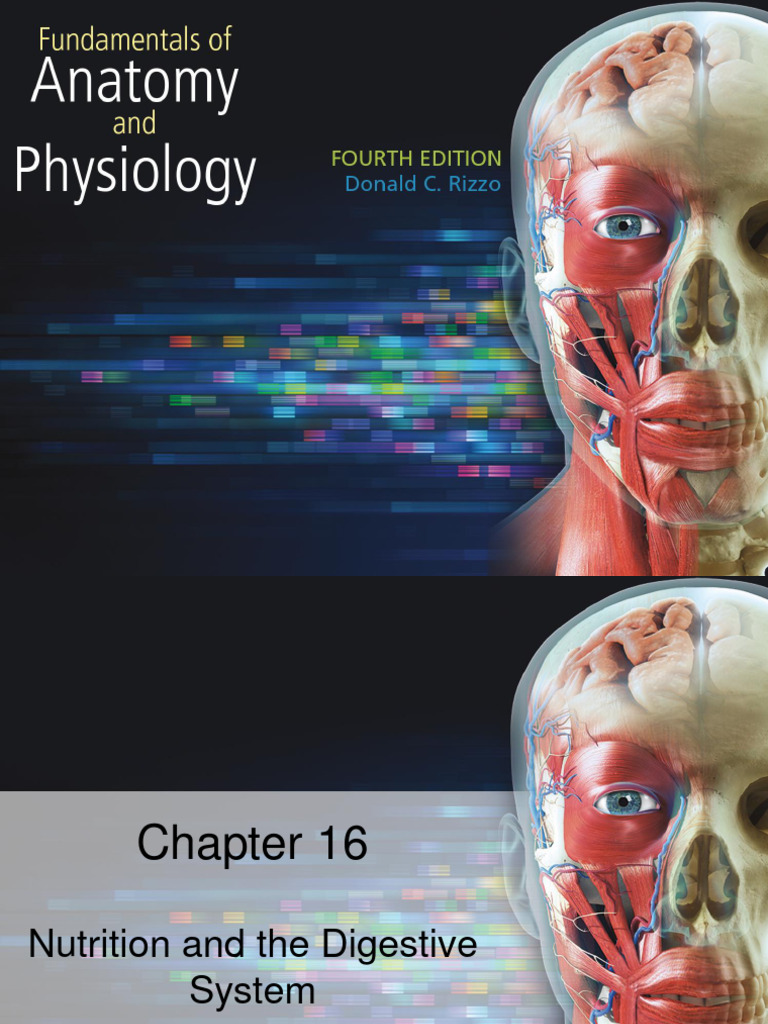 Digestive System | Download Free PDF | Stomach | Digestion