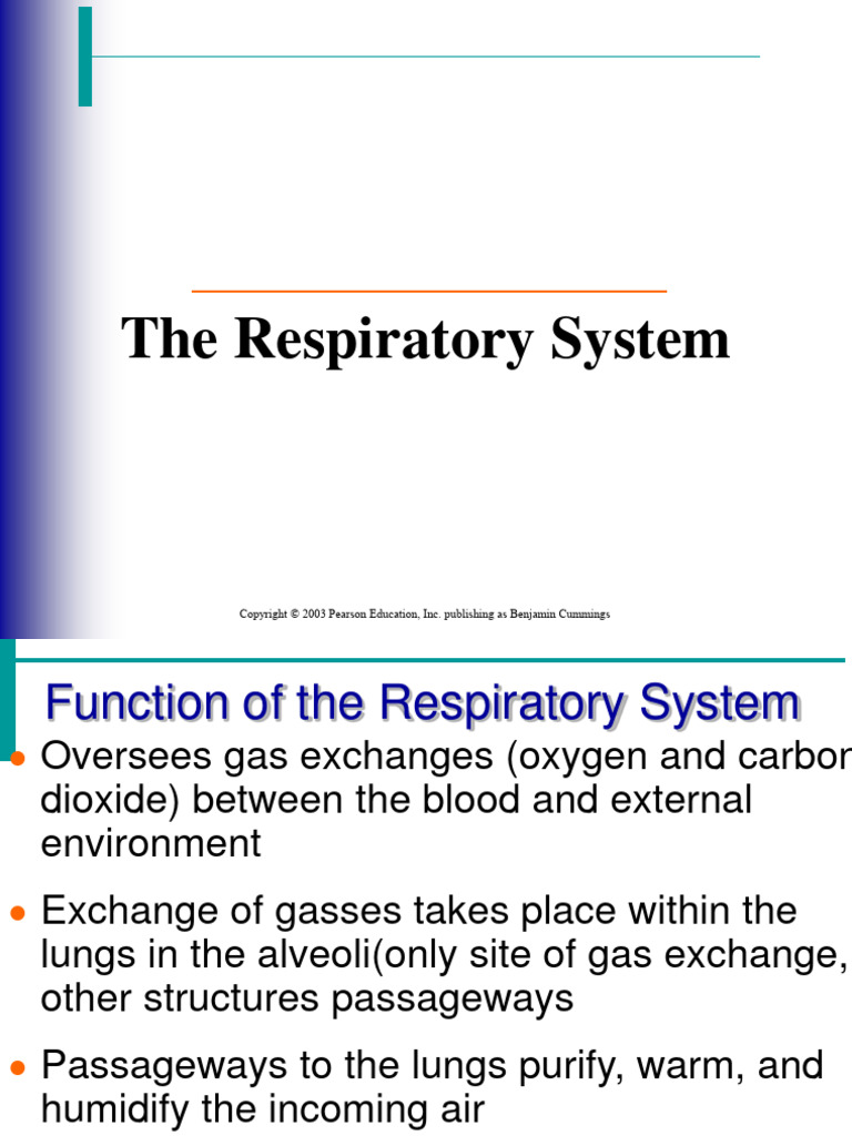 Respiratory System | PDF | Lung | Respiratory Tract
