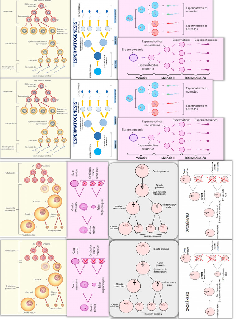 Espermatogenesis y Ovogenesis | PDF
