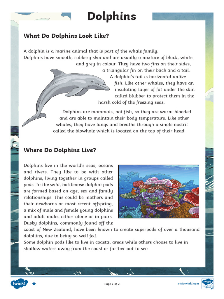 Dolphin | PDF | Dolphin | Cetacea