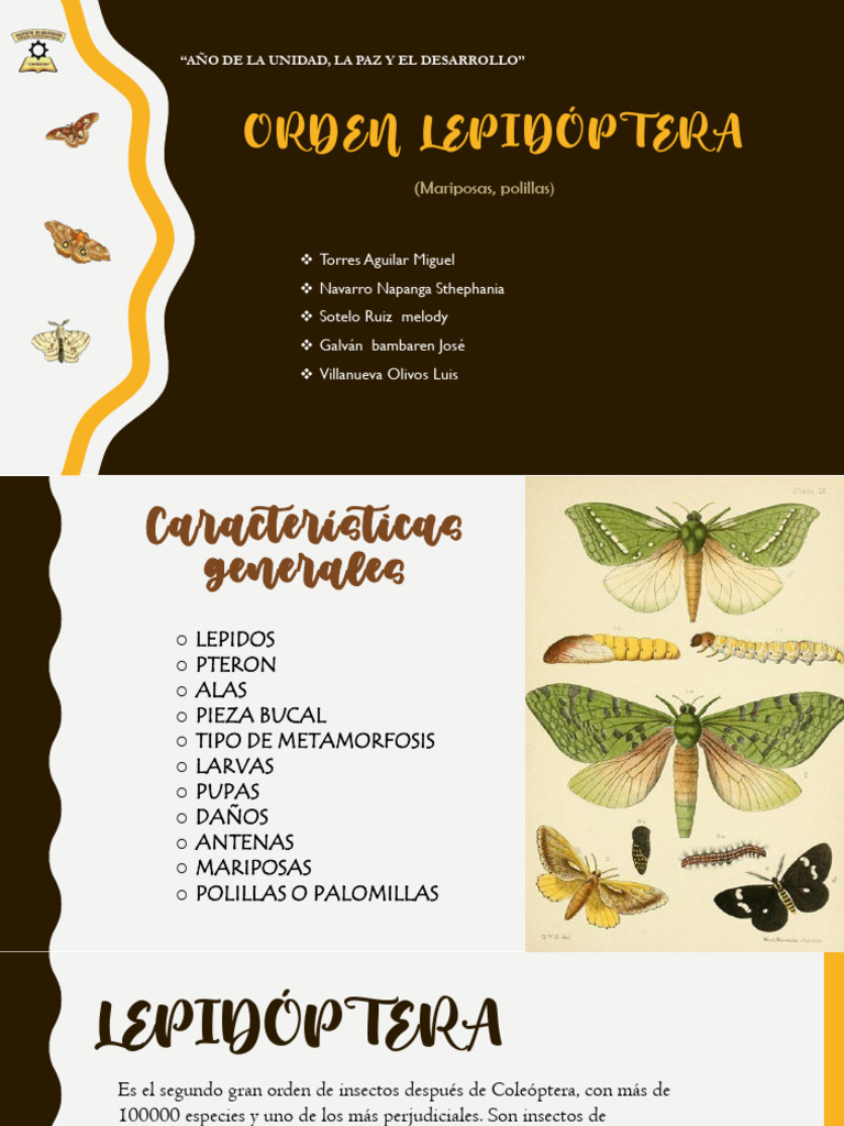 Características y Clasificación de Lepidópteros | PDF | Lepidópteros | Polilla