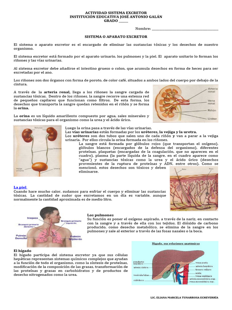 Actividad Sistema Excretor | PDF | Sistema urinario | Orina