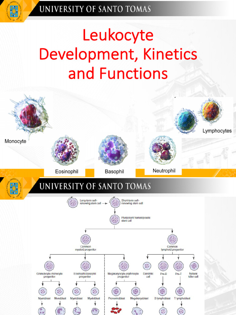 Leukocyte Development & Functions | PDF | Granulocyte | White Blood Cell