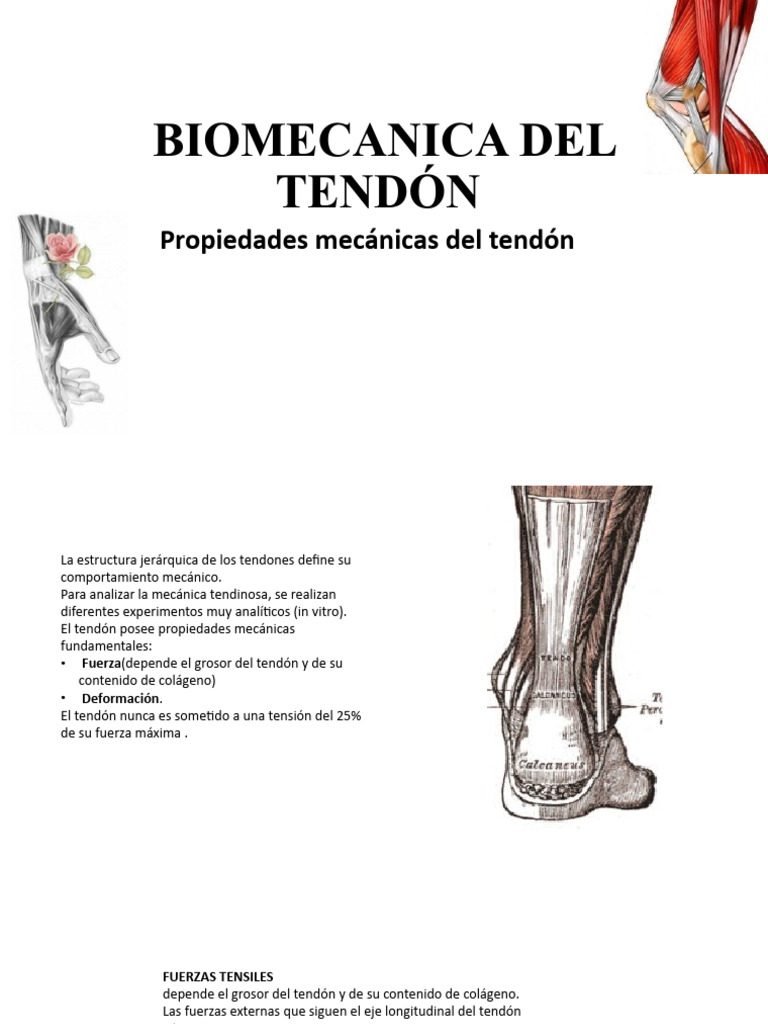 Propiedades Mecánicas Del Tendón | PDF