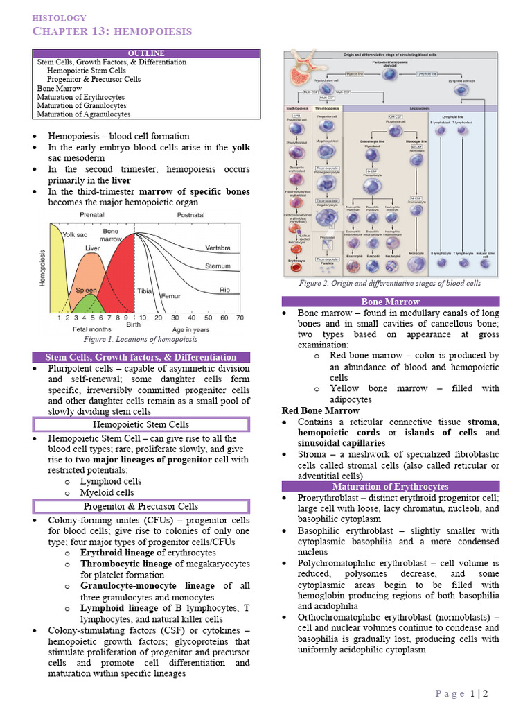 Chapter 13 | PDF | Haematopoiesis | Bone Marrow