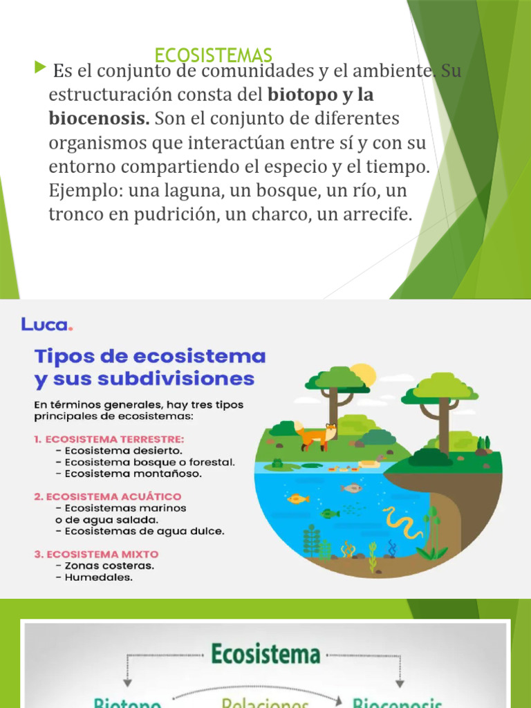 Ecosistemas Biodiversidad | PDF | Ecología | Biodiversidad