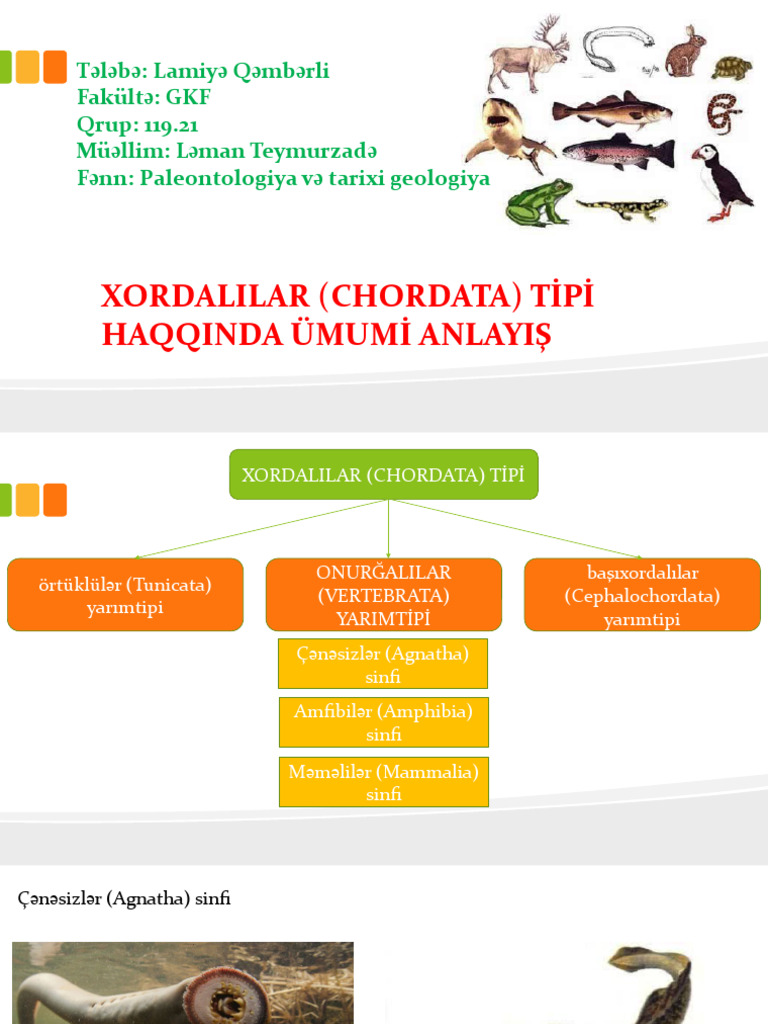 Xordalilar (Chordata) Ti̇pi̇ Lami̇yə | PDF