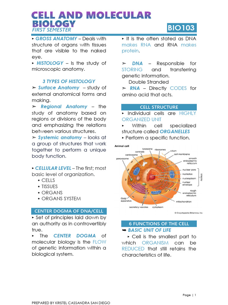 Cell and Molecular Biology | PDF | Cell (Biology) | Nucleic Acids