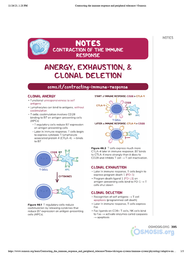 Contracting The Immune Response and Peripheral Tolerance - Osmosis ...