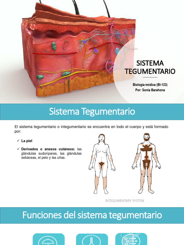Sistema Tegumentario | PDF | Piel | Sistema tegumentario