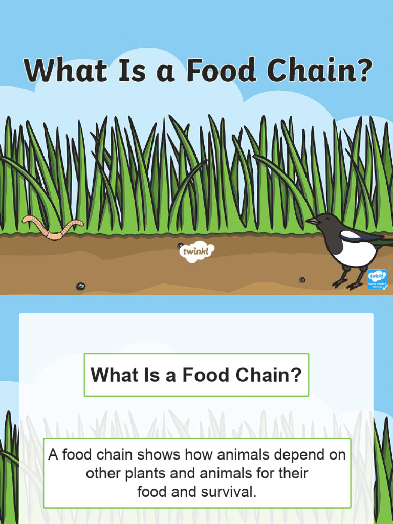 What Is Food Chain | PDF