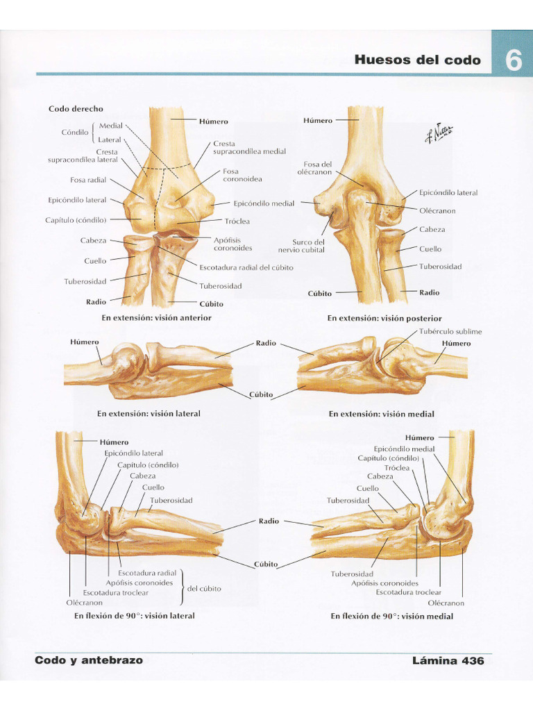 Codo Y Antebrazo Pdf