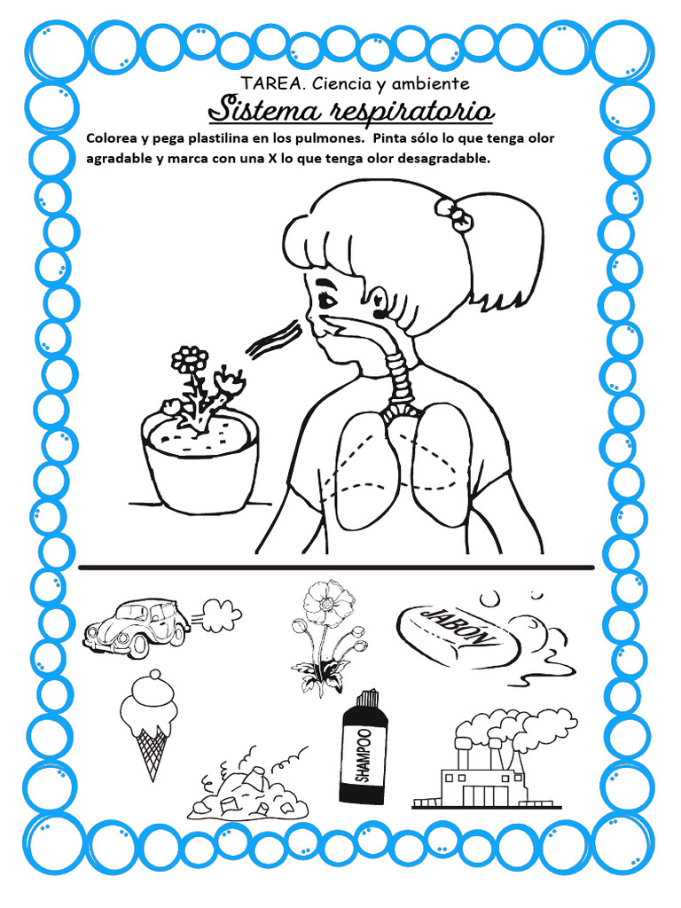 Sistema Respiratorio Iii - Miss Elizabeth Prekinder | PDF